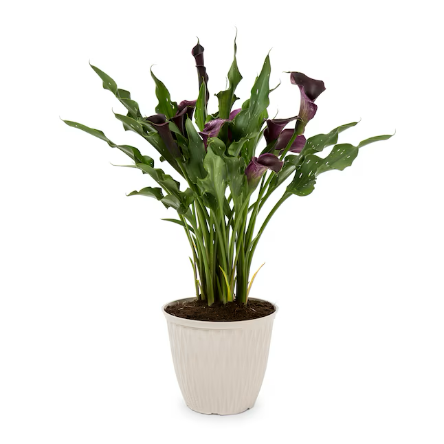 Multicolor Calla Lily in 1-Gallon Planter – Saber Sales